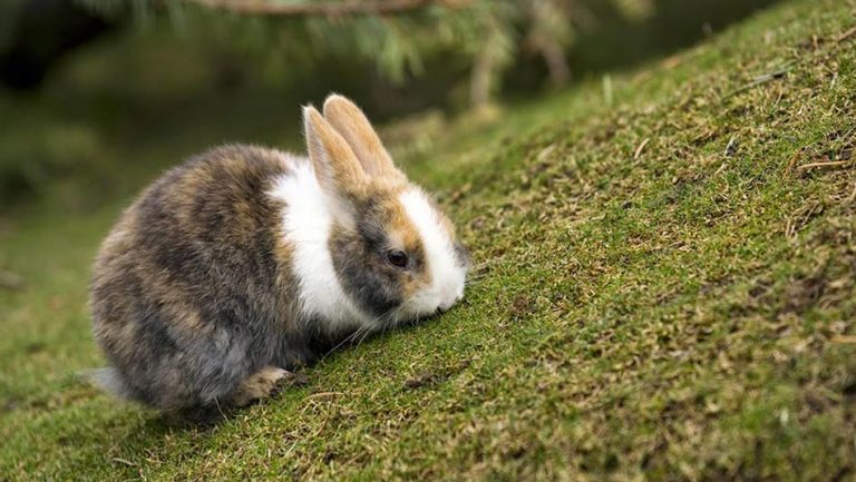 Mixomatosis en conejos | Síntomas y Vacuna - Vetcon