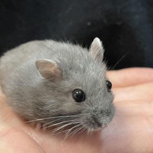 Tipos de Hámster con los que podemos convivir en casa | Vetcon