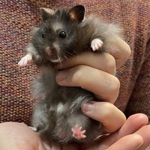 Tipos de Hámster con los que podemos convivir en casa | Vetcon