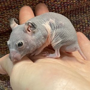 Tipos de Hámster con los que podemos convivir en casa | Vetcon