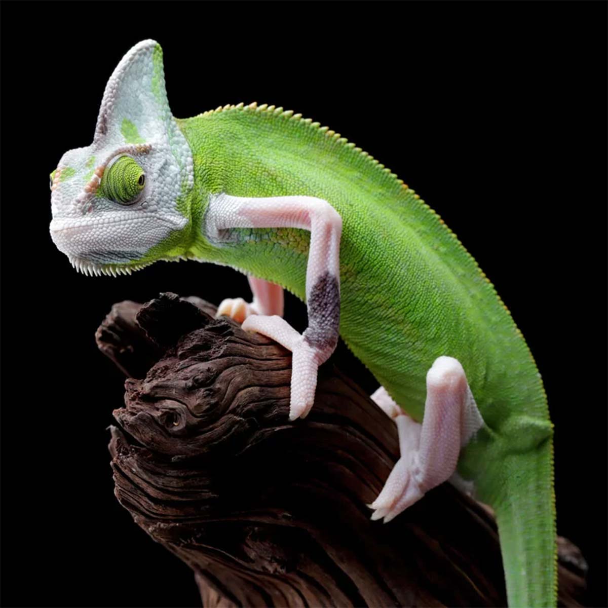 Camaleón del Yemen o Velado (Chamaeleo calyptratus) | VETCON